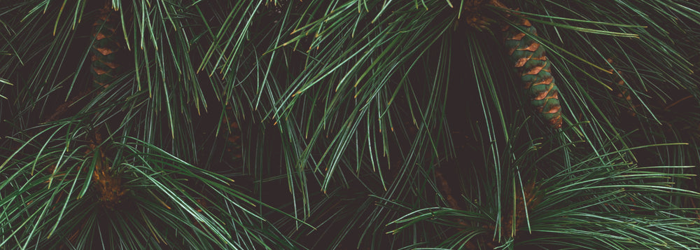 Forest Fir Collection – LINNEA